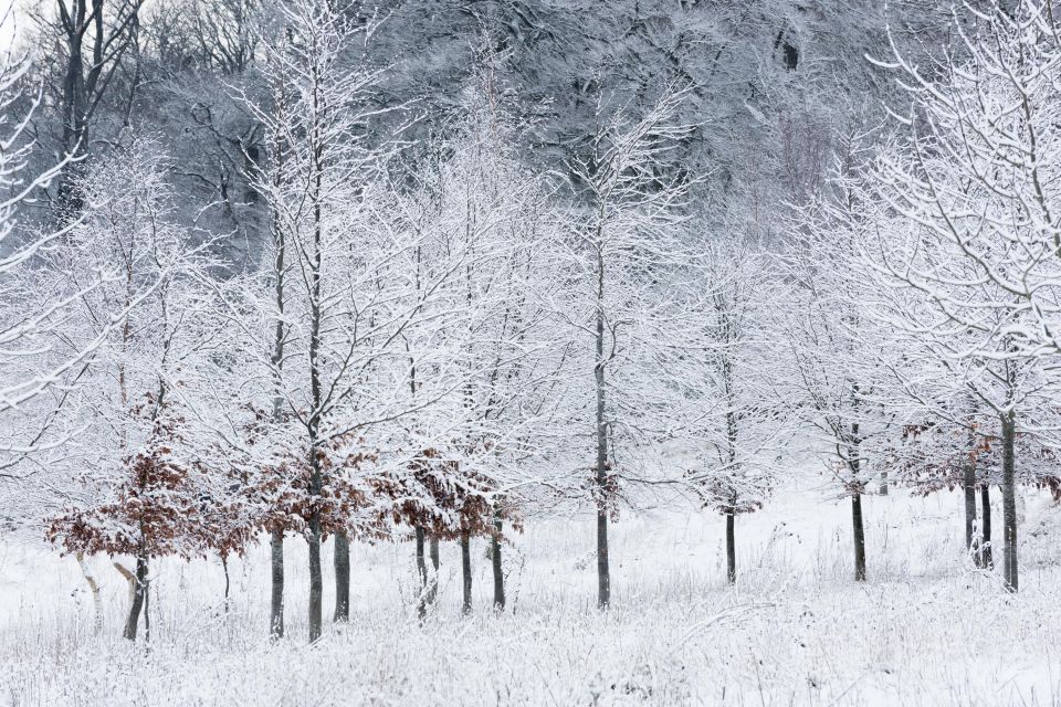 Snow Covered Trees, Cotswolds, England, UK